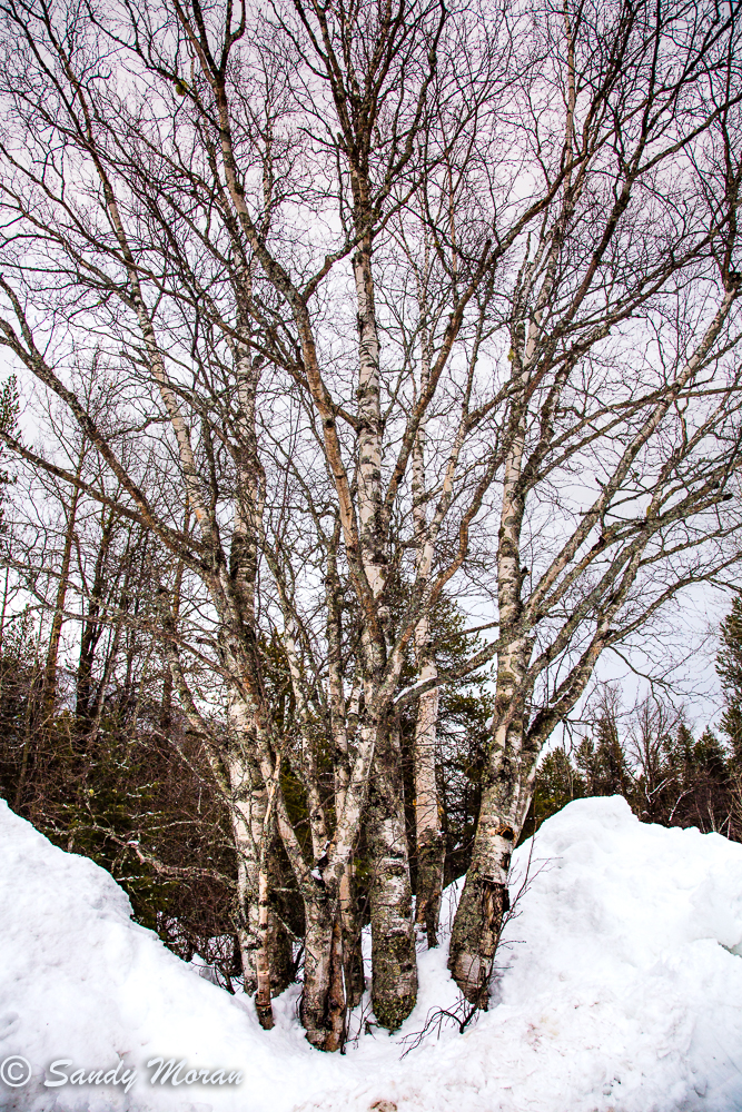 Snow, Snow, Snow – Wandering Under the Stars