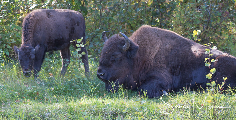 The Trifecta: Fall Colors, Bison and Northern Lights – Wandering Under ...